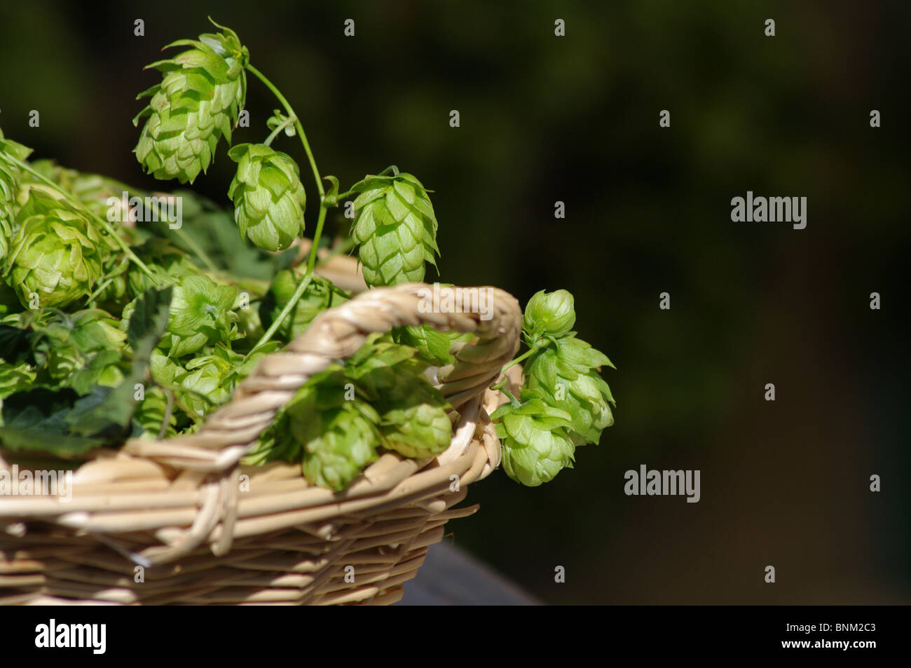 hop in a basket Stock Photo - Alamy