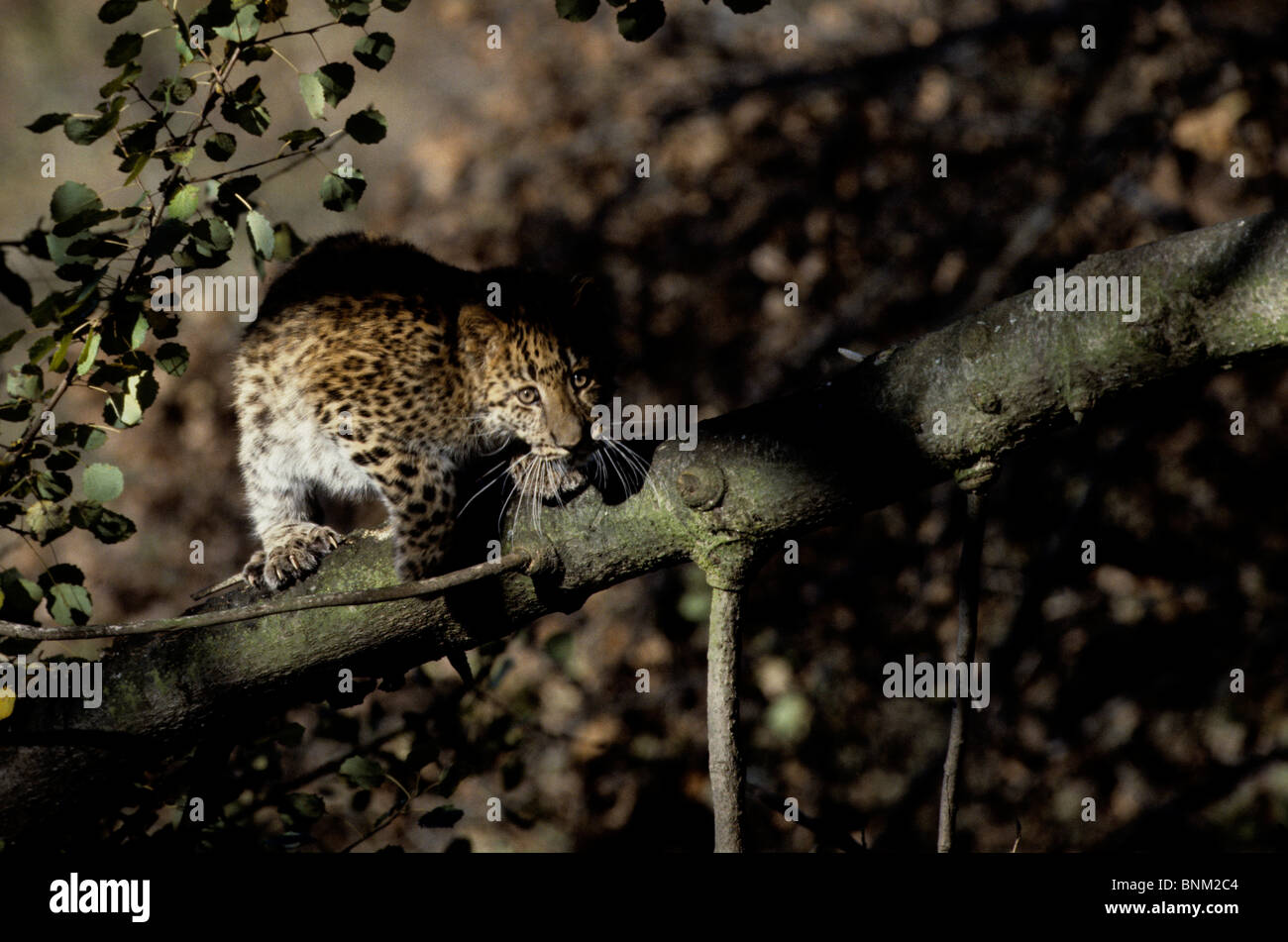 Amur Leopard Panthera pardus orientalis cub Asia tree Stock Photo - Alamy