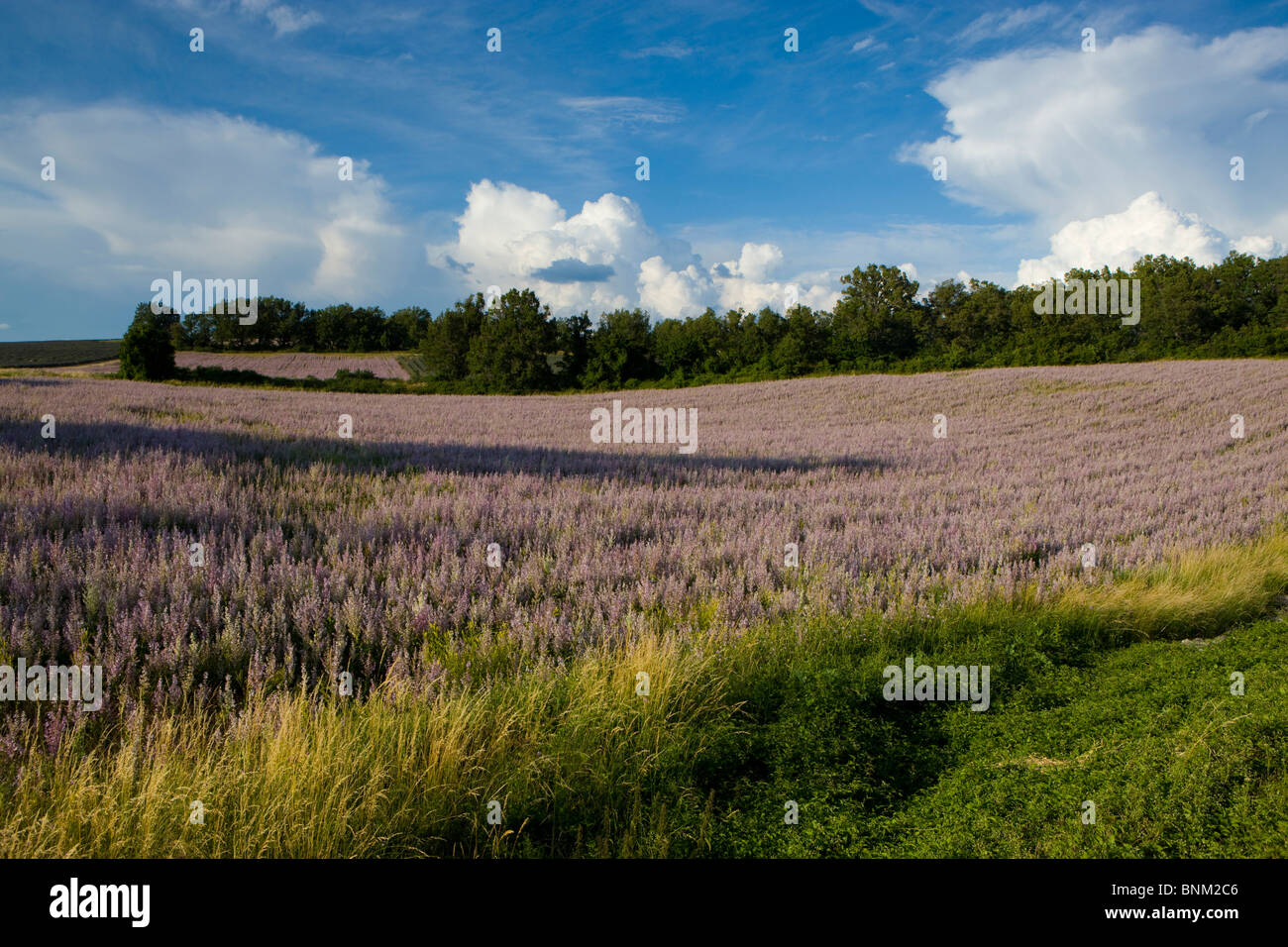 Revest-du-Bion France Provence Alpes-de-Haute-Provence clouds trees ...