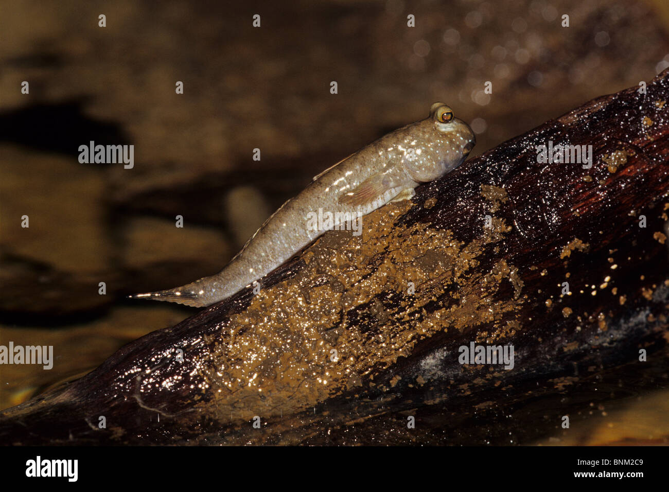Large Mudskipper Periophtalmodon novemradiatus India Stock Photo - Alamy