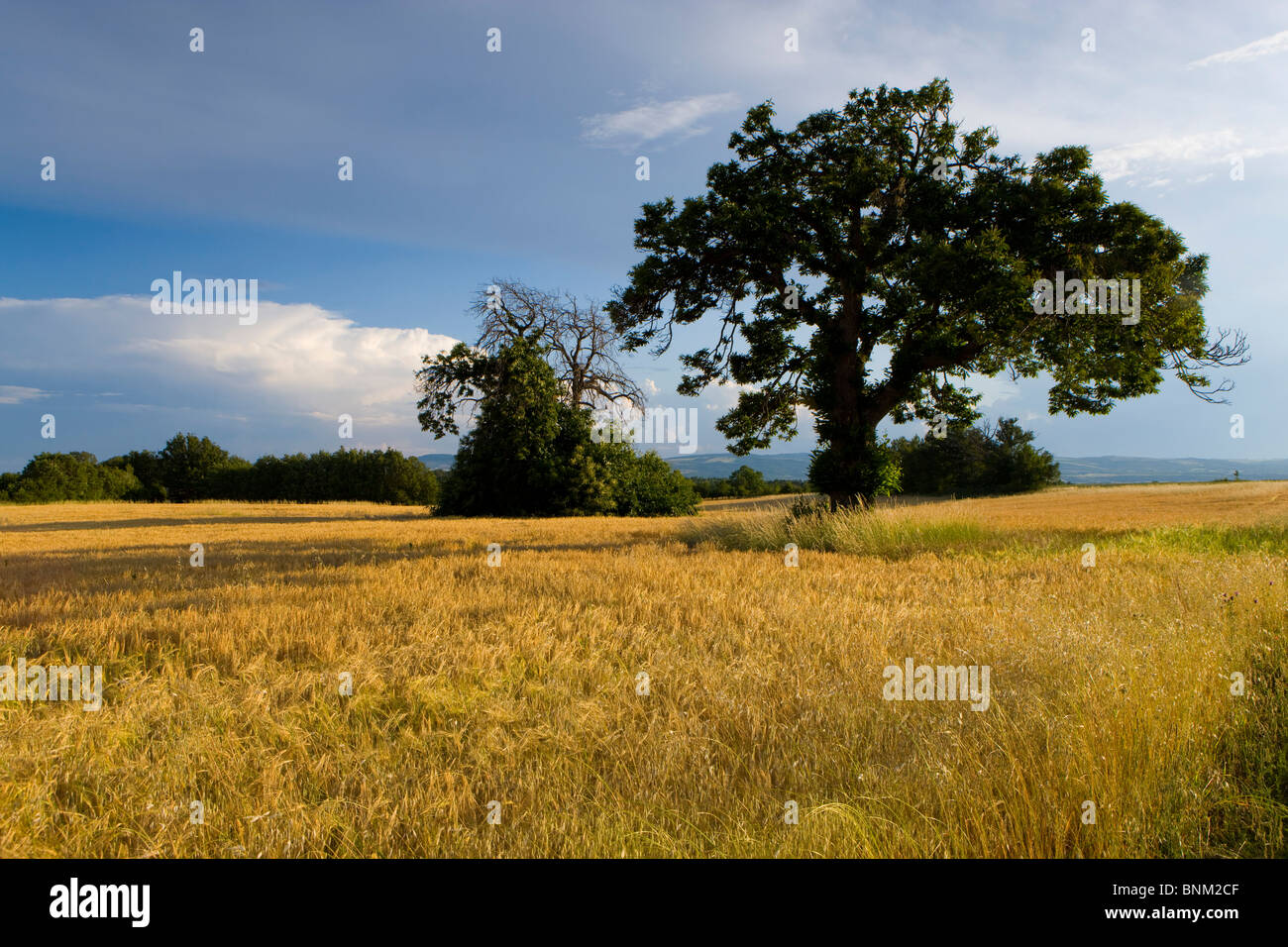 Revest-du-Bion France Provence Alpes-de-Haute-Provence clouds trees ...