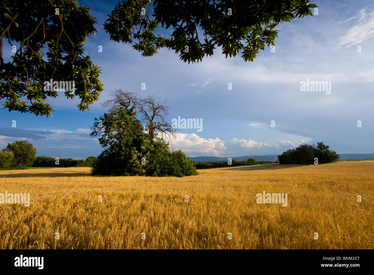 Revest-du-Bion France Provence Alpes-de-Haute-Provence clouds trees ...