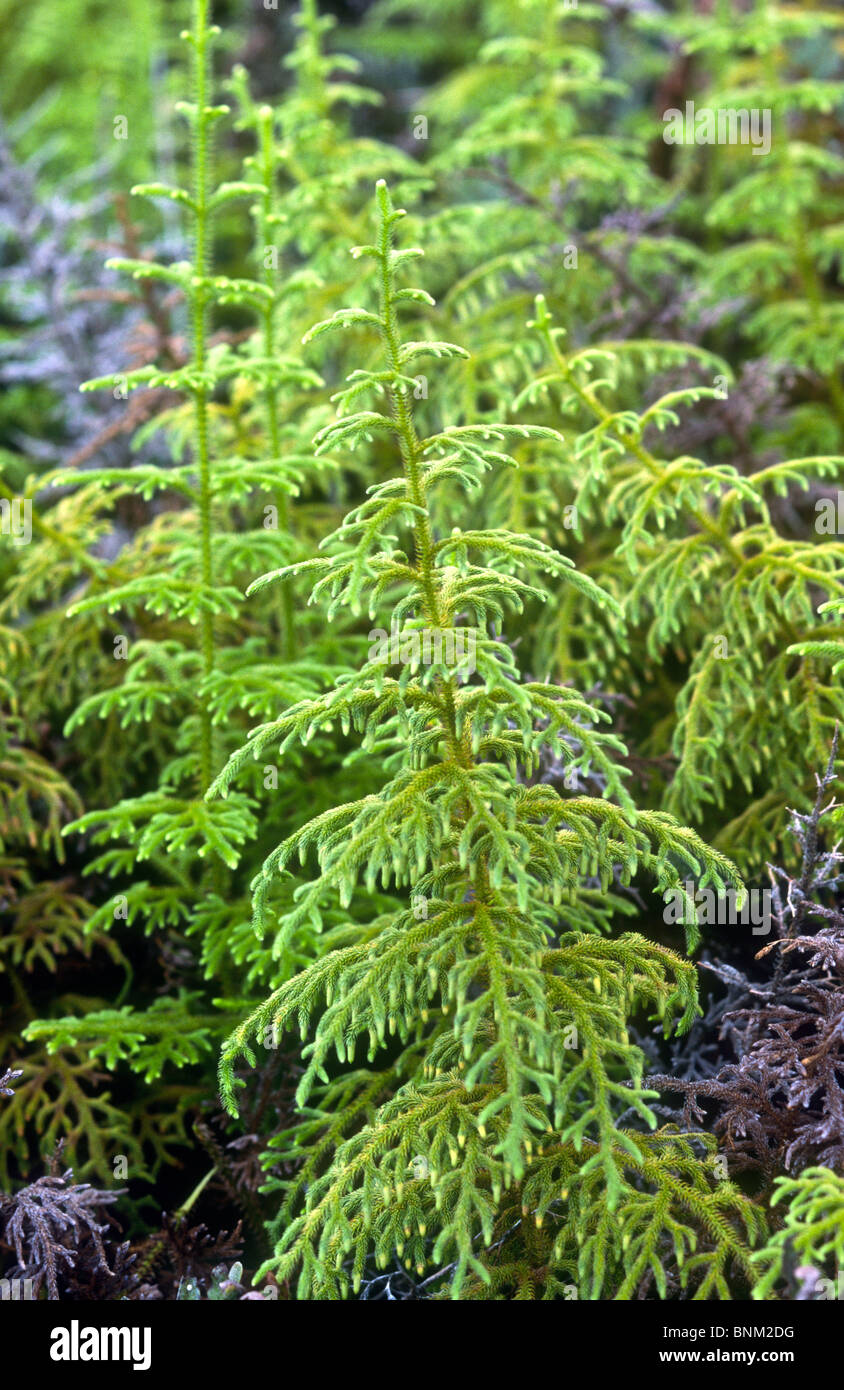 Lycopodium