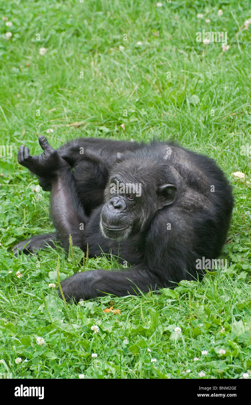 A Common Chimpanzee Stock Photo - Alamy