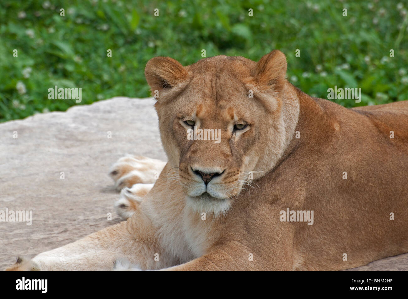 Close-up of a lioness Stock Photo - Alamy