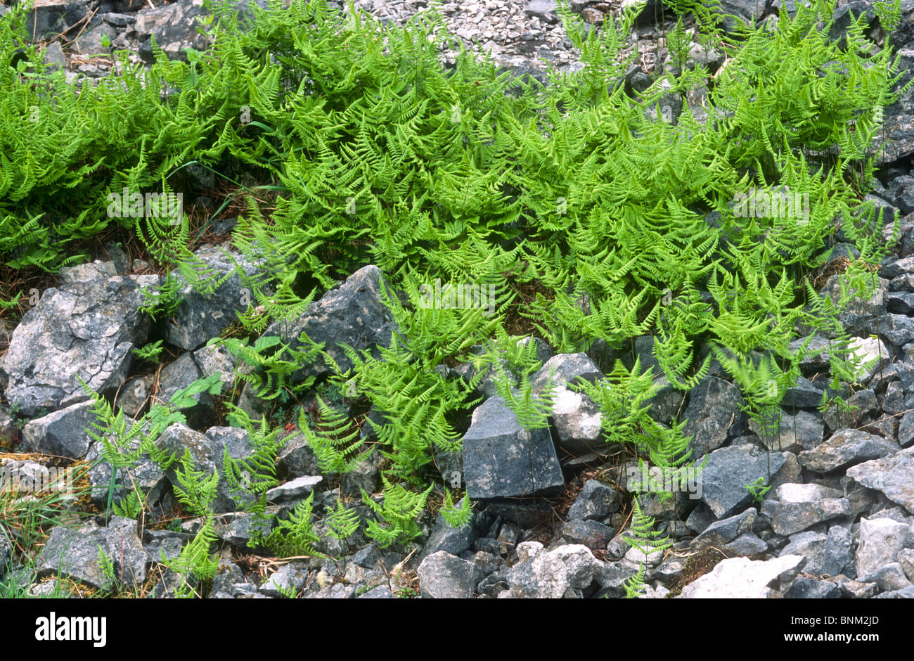 Limestone fern, Gymnocarpium robertianum, Coombs Dale, Derbyshire Stock ...