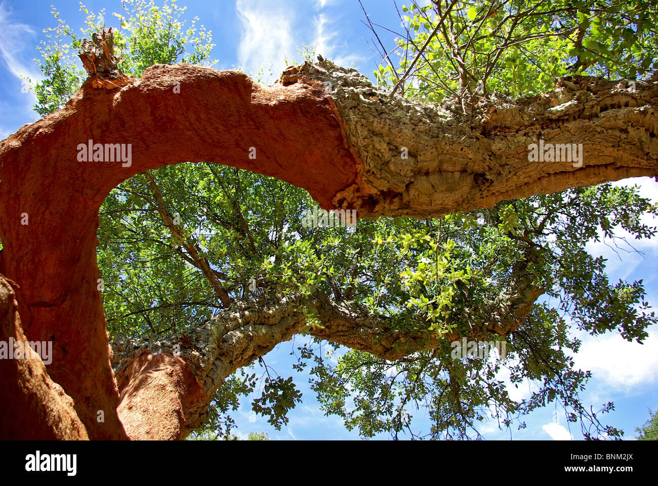 Oak tree at Portugal Stock Photo - Alamy