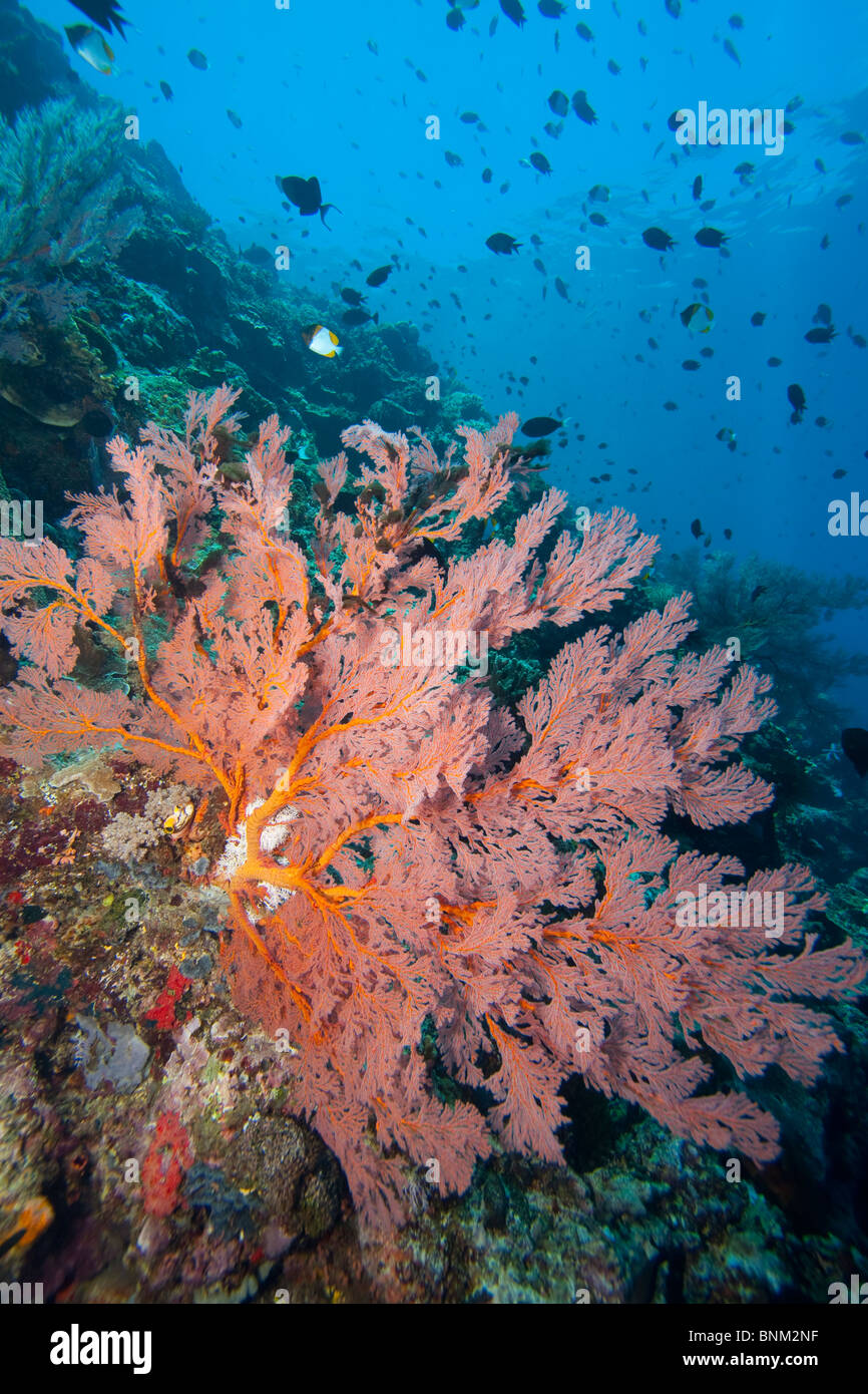 Pink sea fan coral hi-res stock photography and images - Alamy