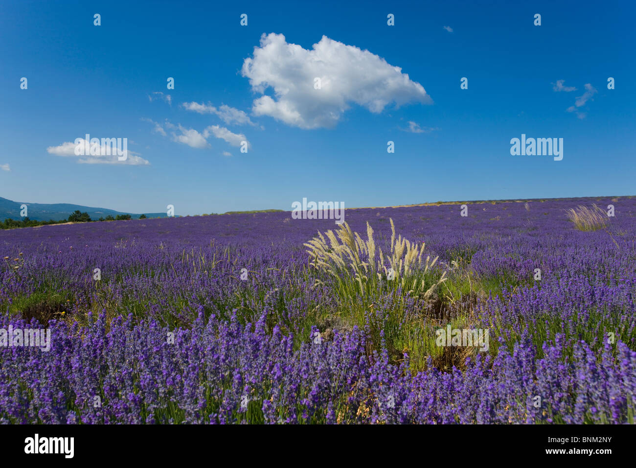 Sault France Provence Vaucluse lavender field lavender grass clouds ...
