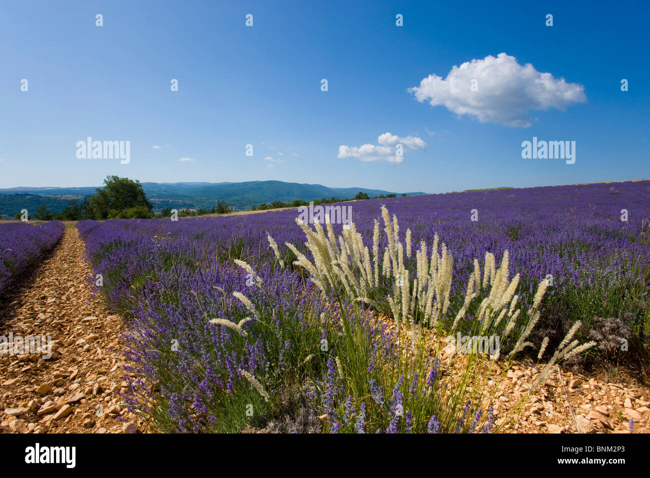 Sault France Provence Vaucluse lavender field lavender grass clouds ...