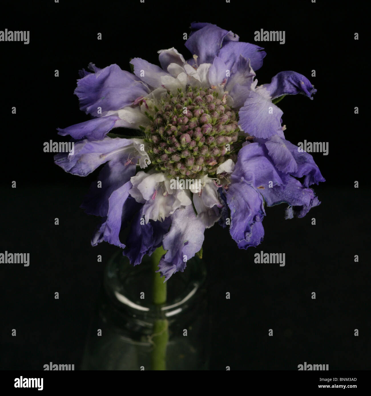 Purple scabiosa hi-res stock photography and images - Alamy