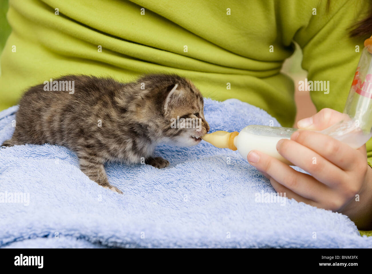 kitten - getting food Stock Photo - Alamy