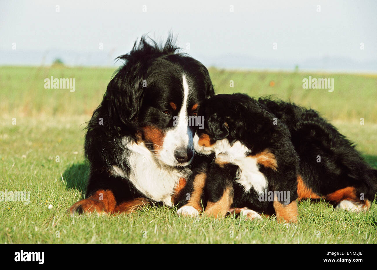 Bernese Mountain Dog. Adult and puppy on a meadow Stock Photo - Alamy