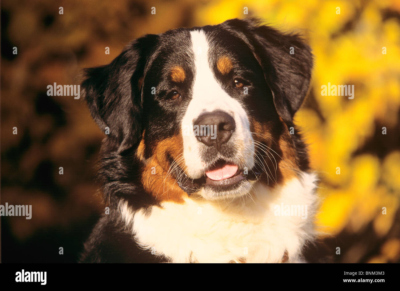 Bernese Mountain dog portrait Stock Photo - Alamy