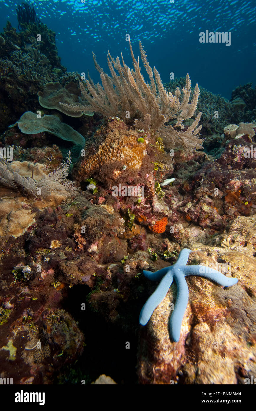 Sea star or starfish (Linckia laevigata) on a coral reef, off Bunaken ...