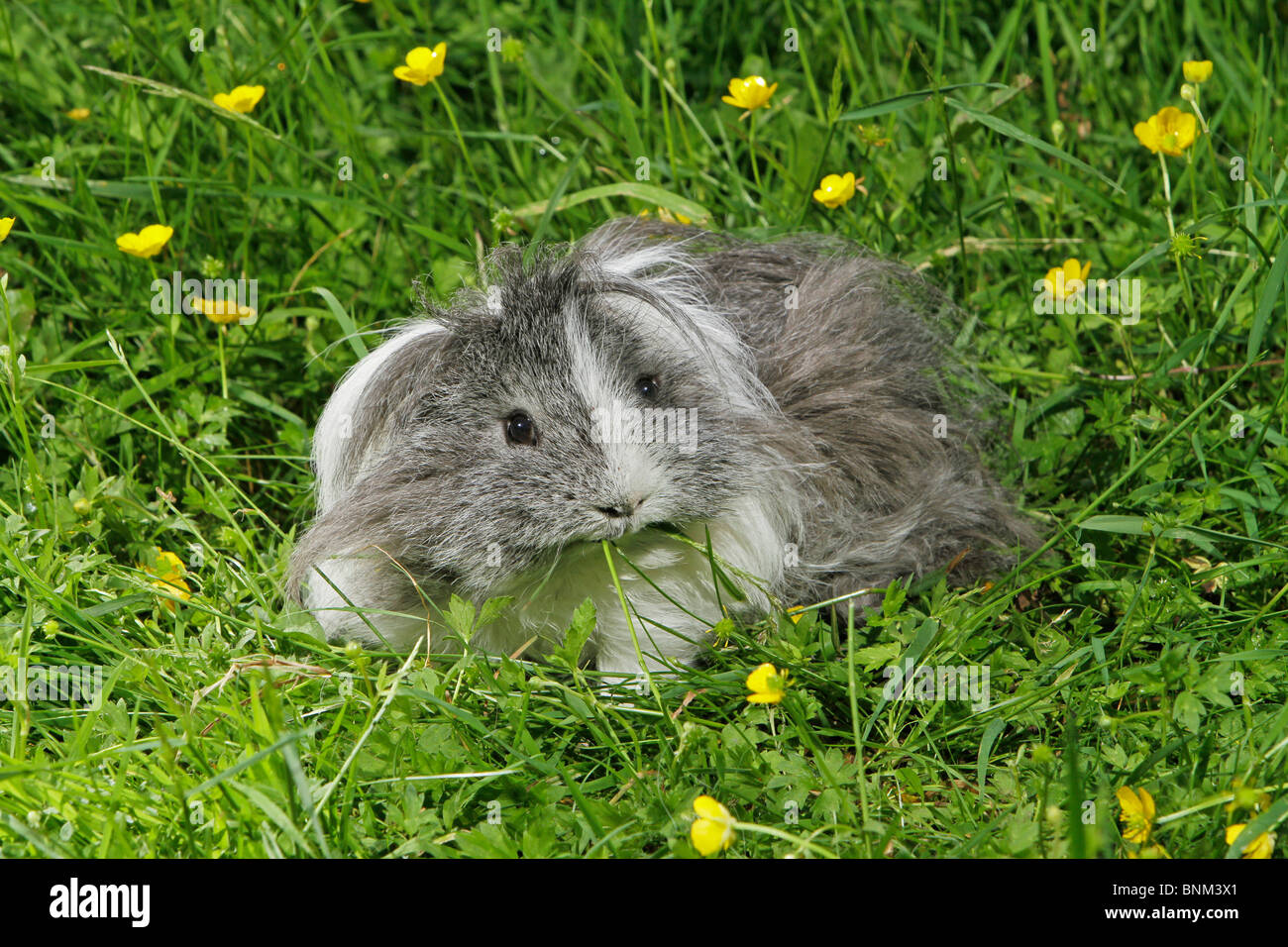 Lunkarya guinea pig meadow Stock Photo - Alamy