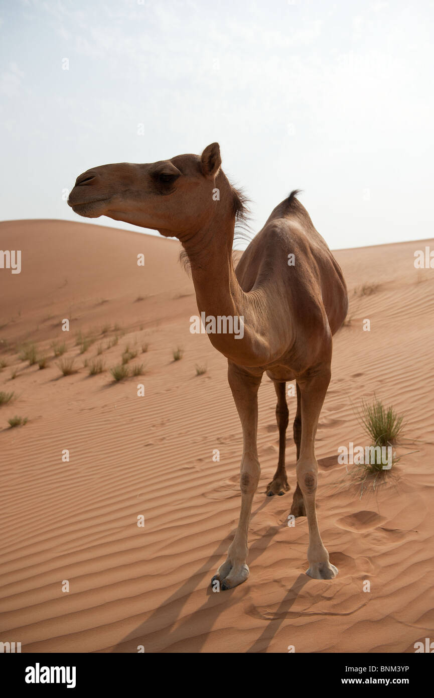 Arabian dromedary camels (camelus dromedarius) in the desert sand of ...