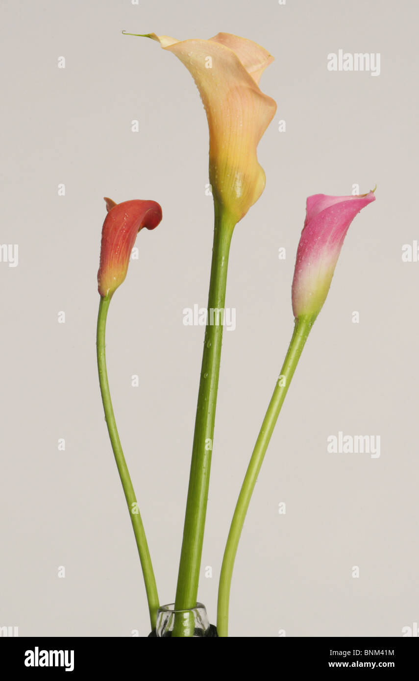 3 lilies hi-res stock photography and images - Alamy