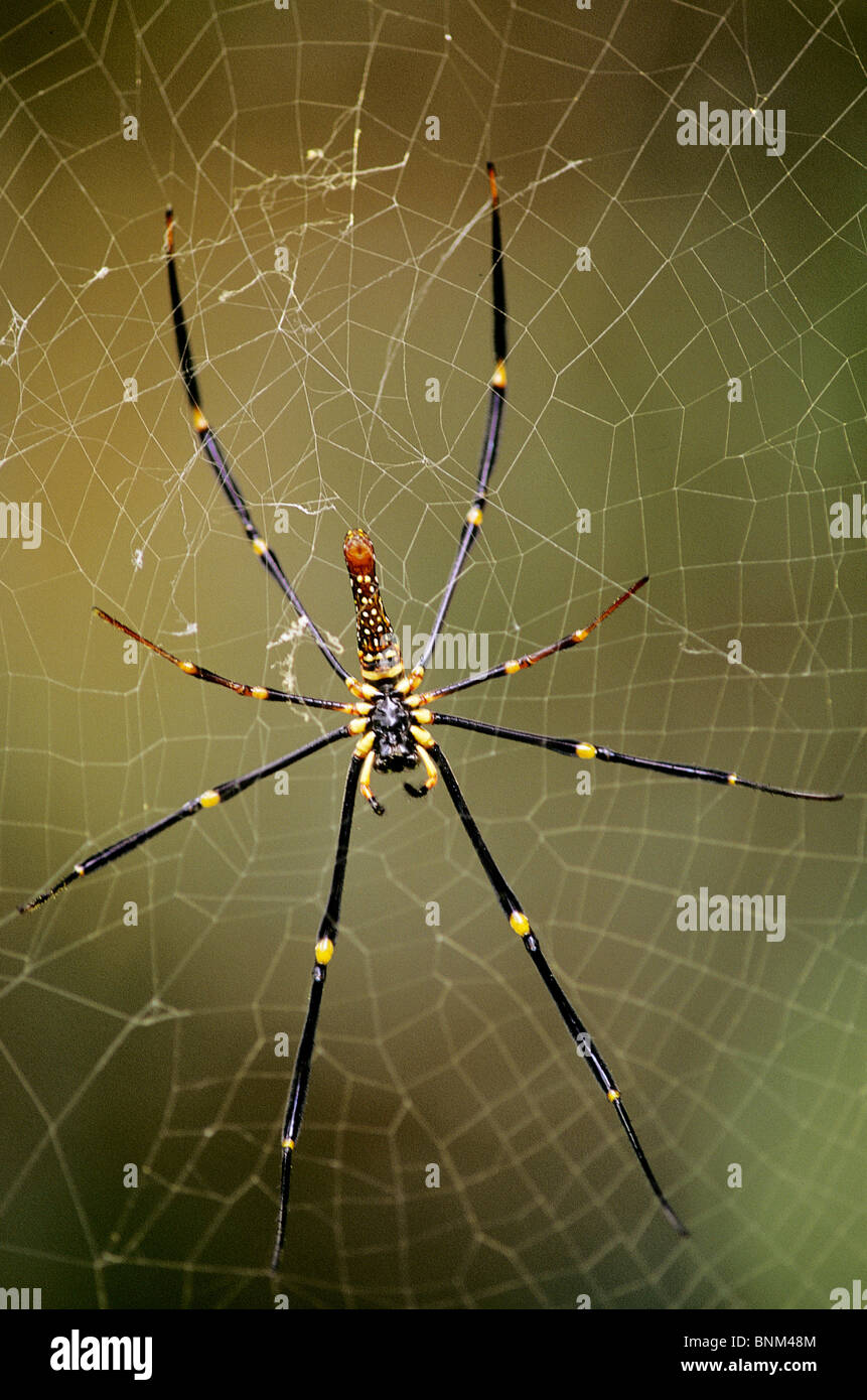 Orb-web spider spider's web / Nephila pilipes Stock Photo - Alamy