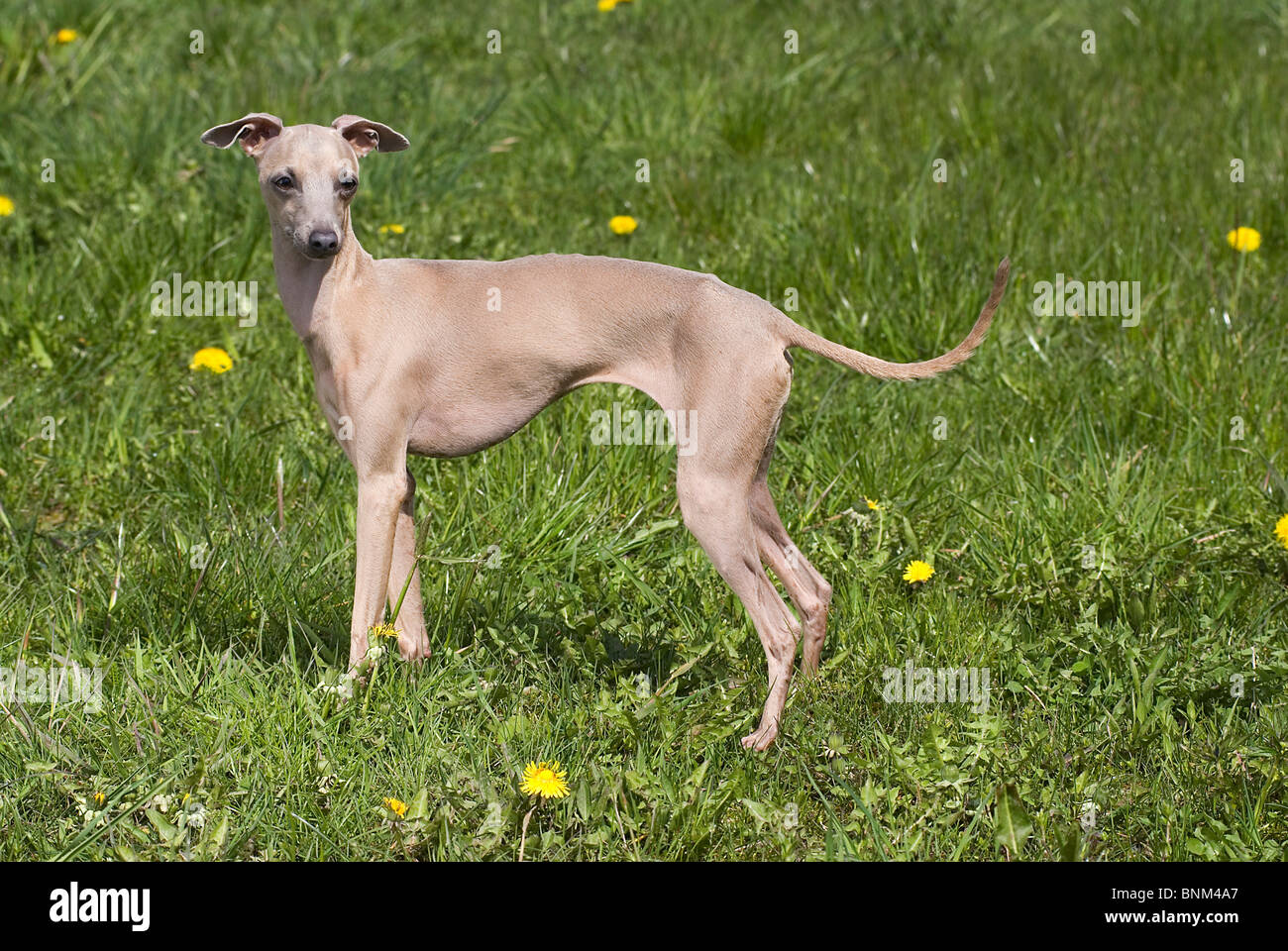 Piccolo italian greyhound hi-res stock photography and images - Alamy