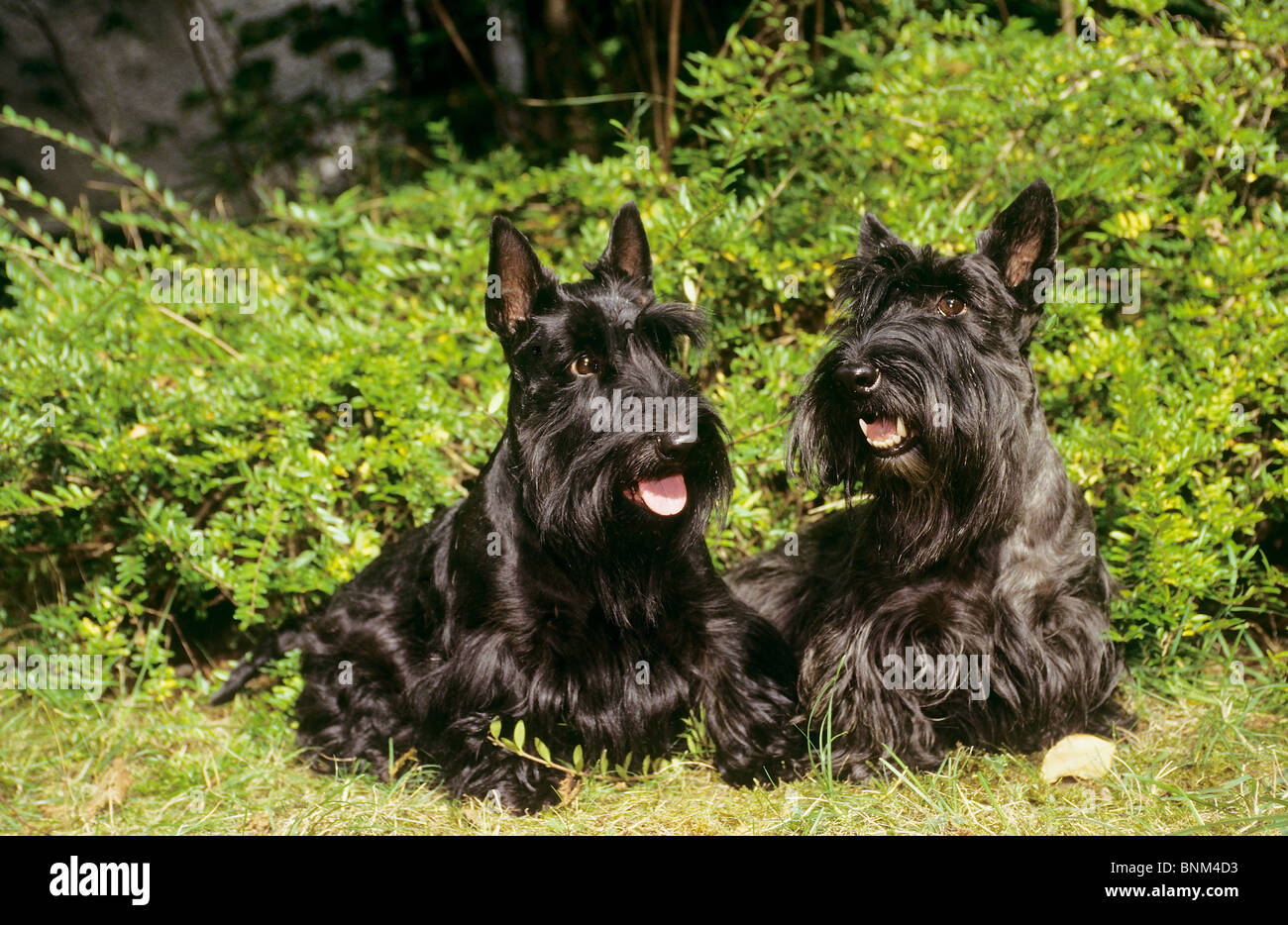 two Scottish Terrier dogs sitting meadow Stock Photo - Alamy