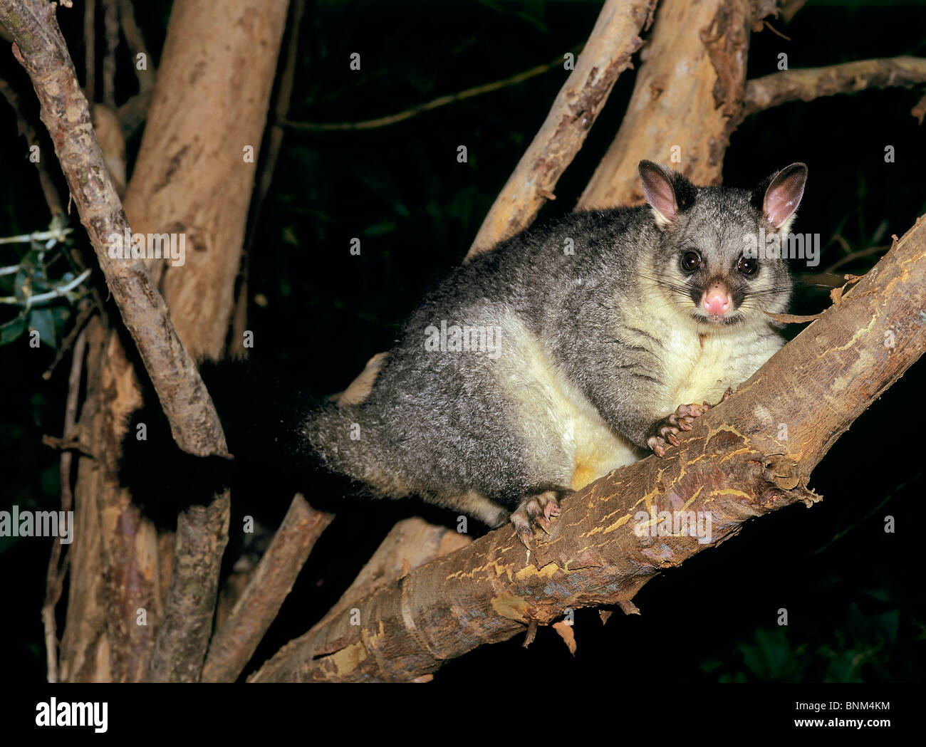 Common Brushtail Possum in the tree / Trichosurus vulpecula Stock Photo ...