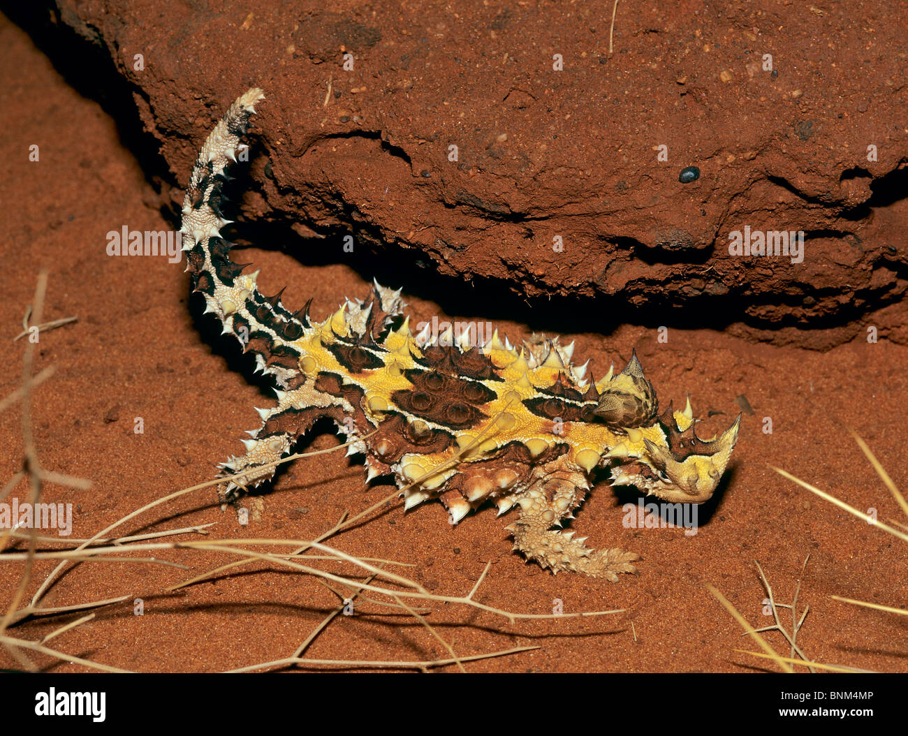 Thorny Devil on red sand / Moloch horridus Stock Photo - Alamy