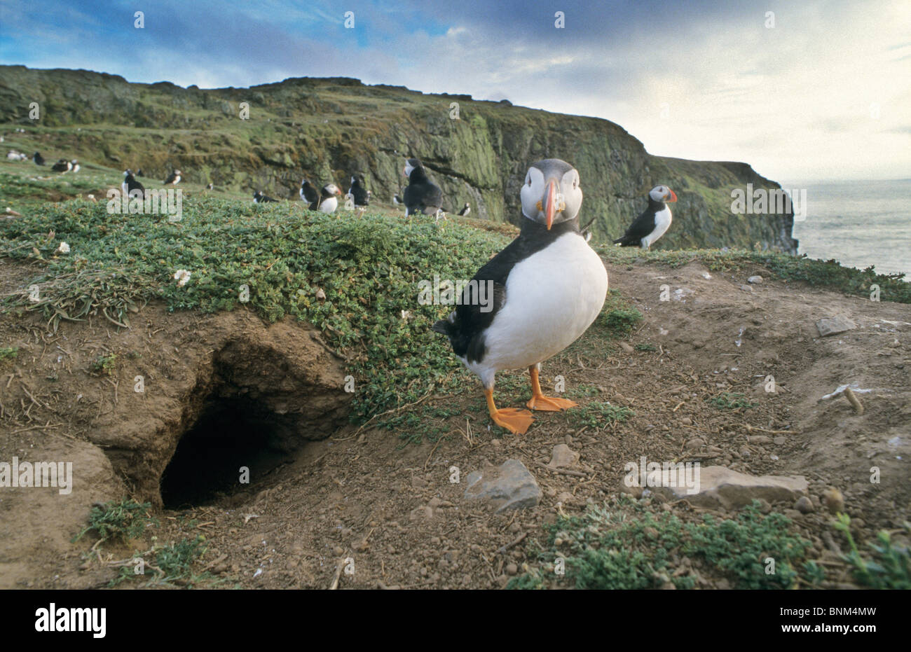 Atlantic puffin burrow in hi-res stock photography and images - Alamy