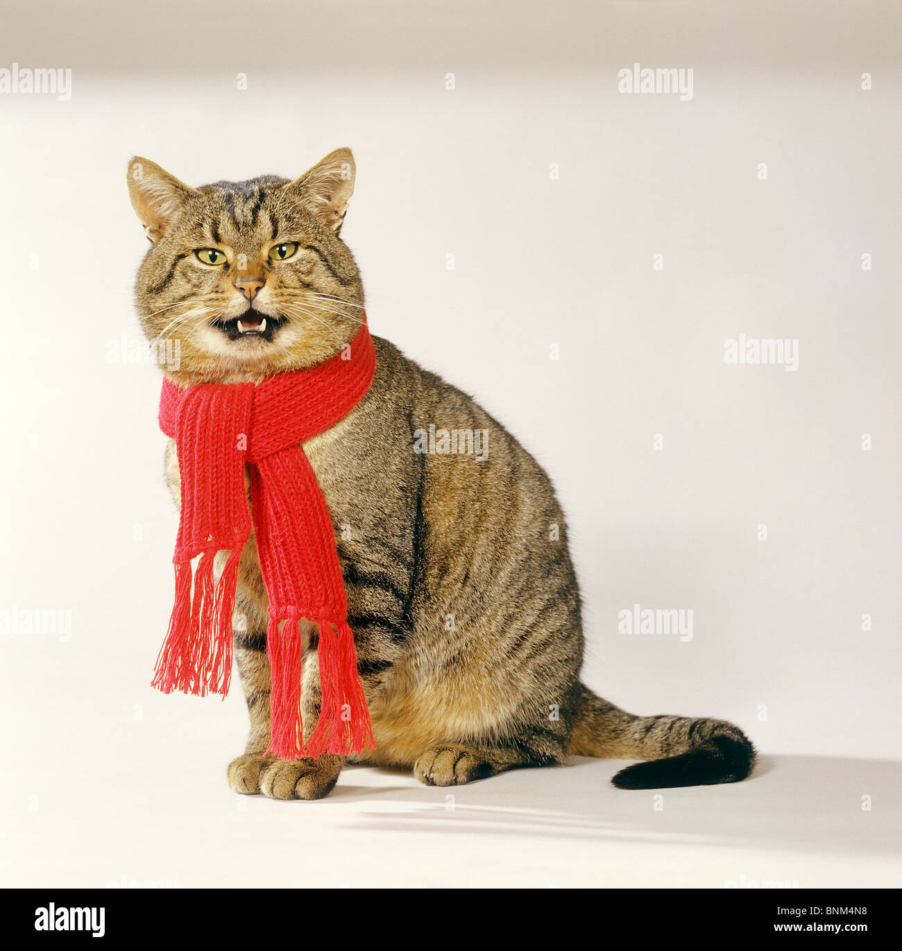 Cat scarf hi-res stock photography and images - Alamy