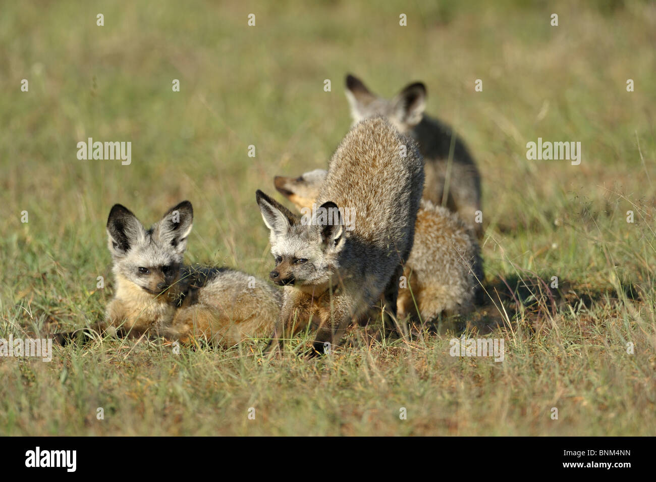 Bat-eared Foxes, Otocyon megalotis, Masai Mara National Reserve, Kenya ...
