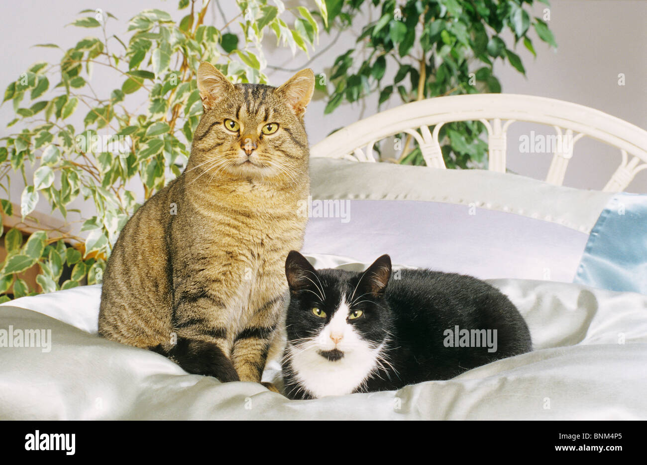 two domestic cats bed Stock Photo - Alamy