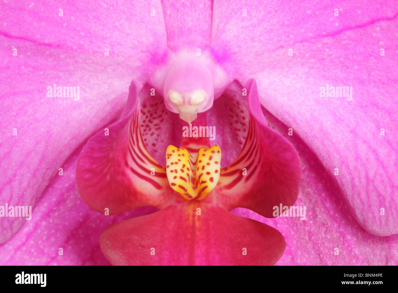 Macro of a Orchid Stock Photo - Alamy