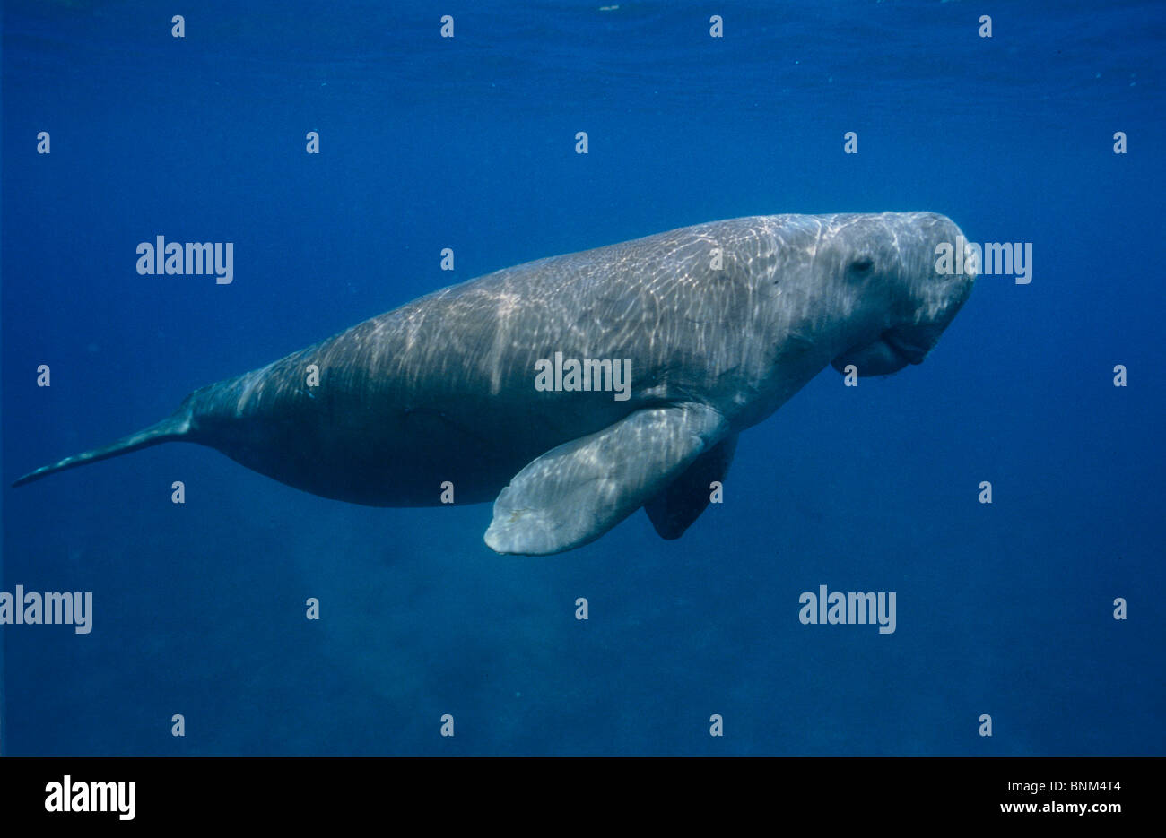 Dugong swimming hi-res stock photography and images - Alamy