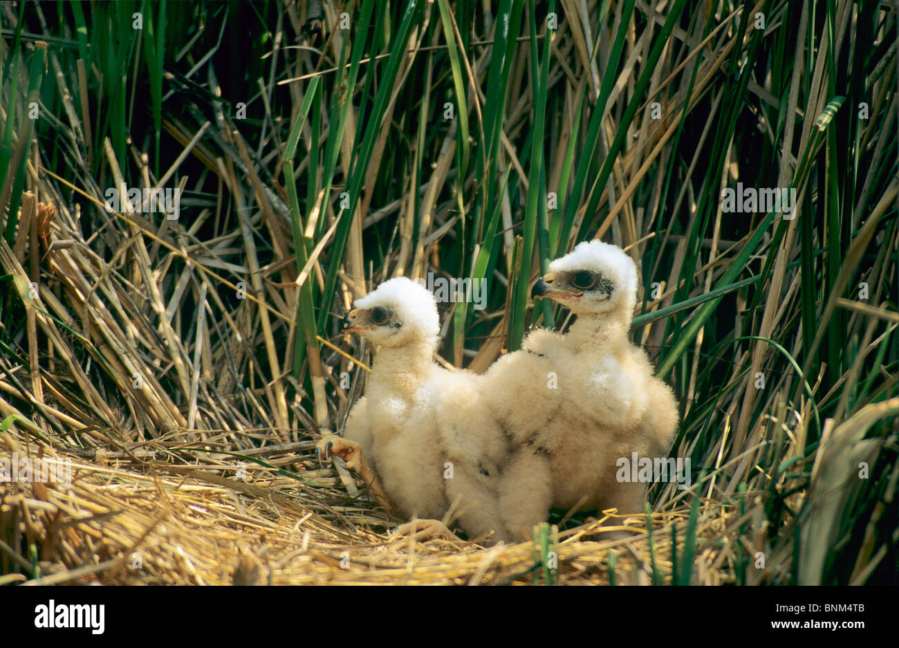 Two birds sitting in nest hi-res stock photography and images - Alamy