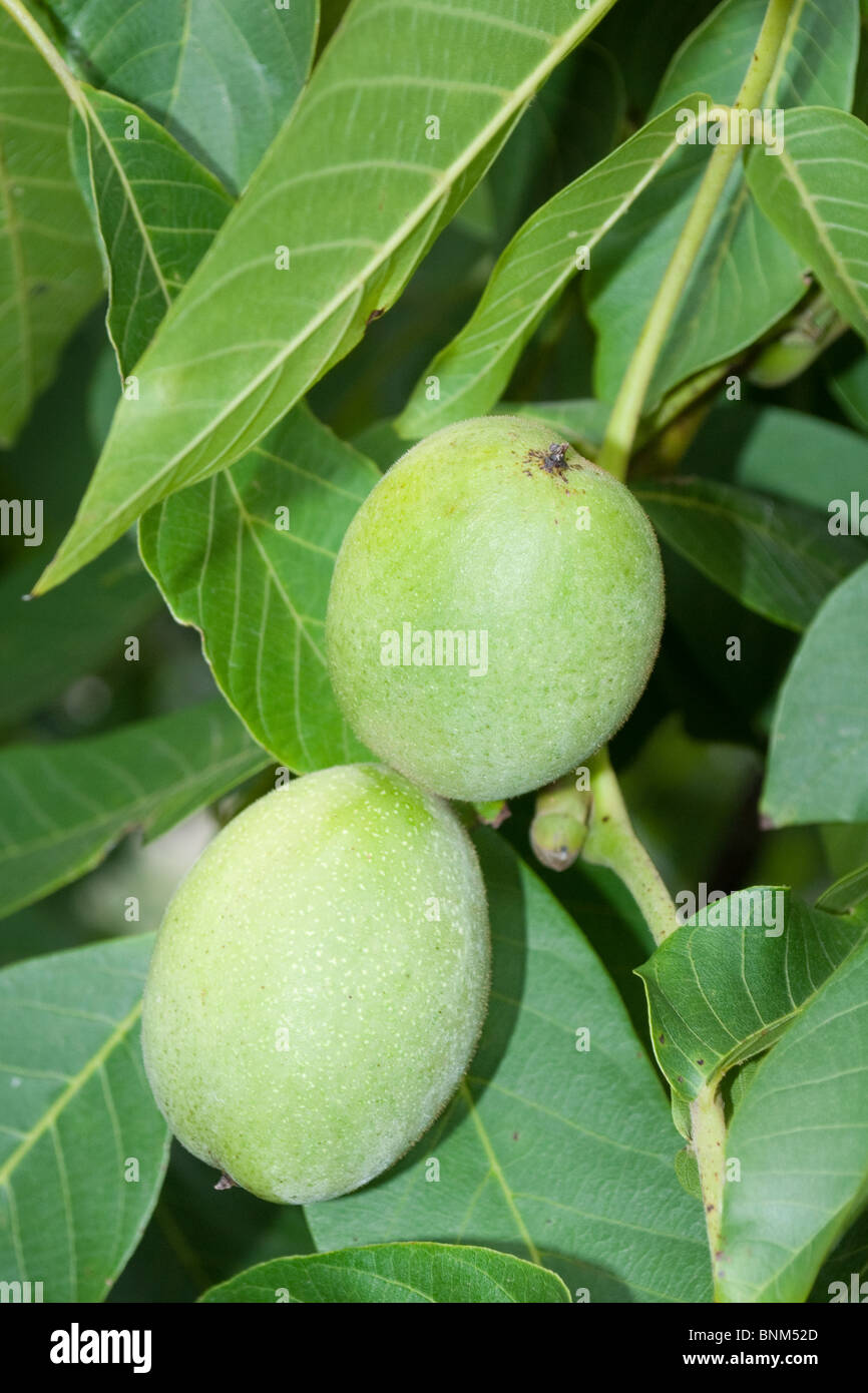 a green walnuts hanging on a tree Stock Photo - Alamy