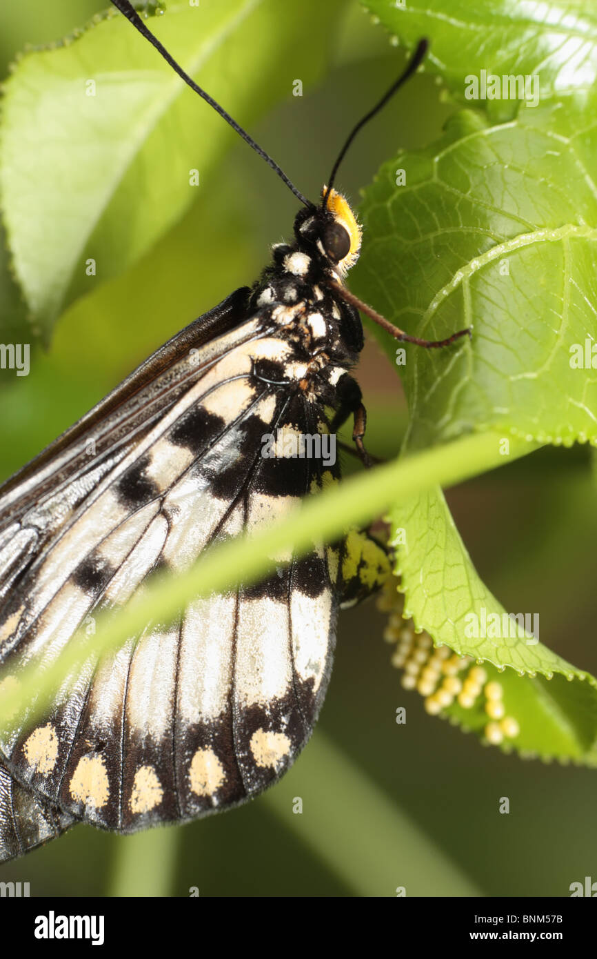 Australian insect eggs hi-res stock photography and images - Alamy