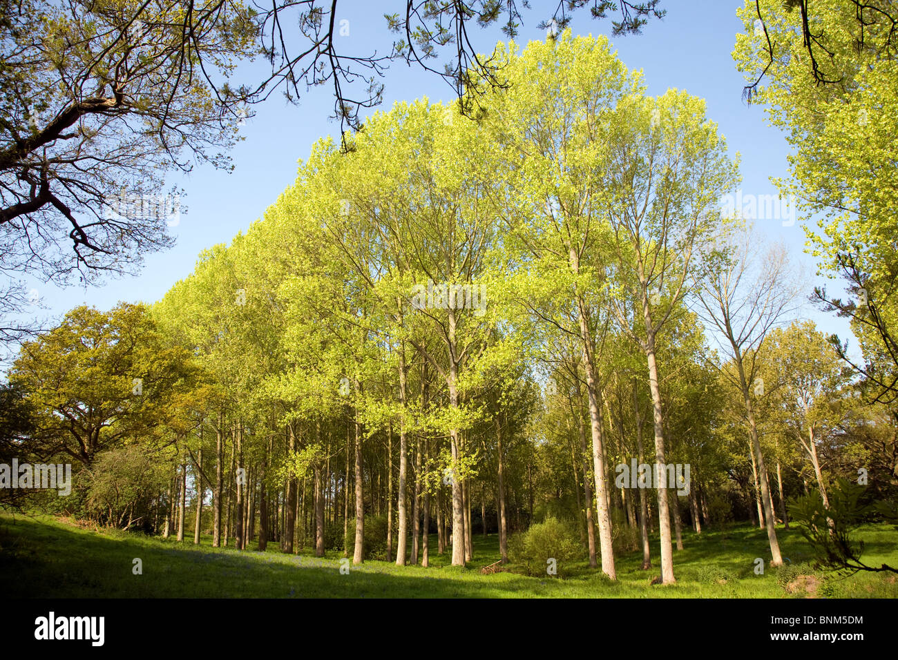 Populus tremula European aspen trees growing in wet land valley Suffolk ...