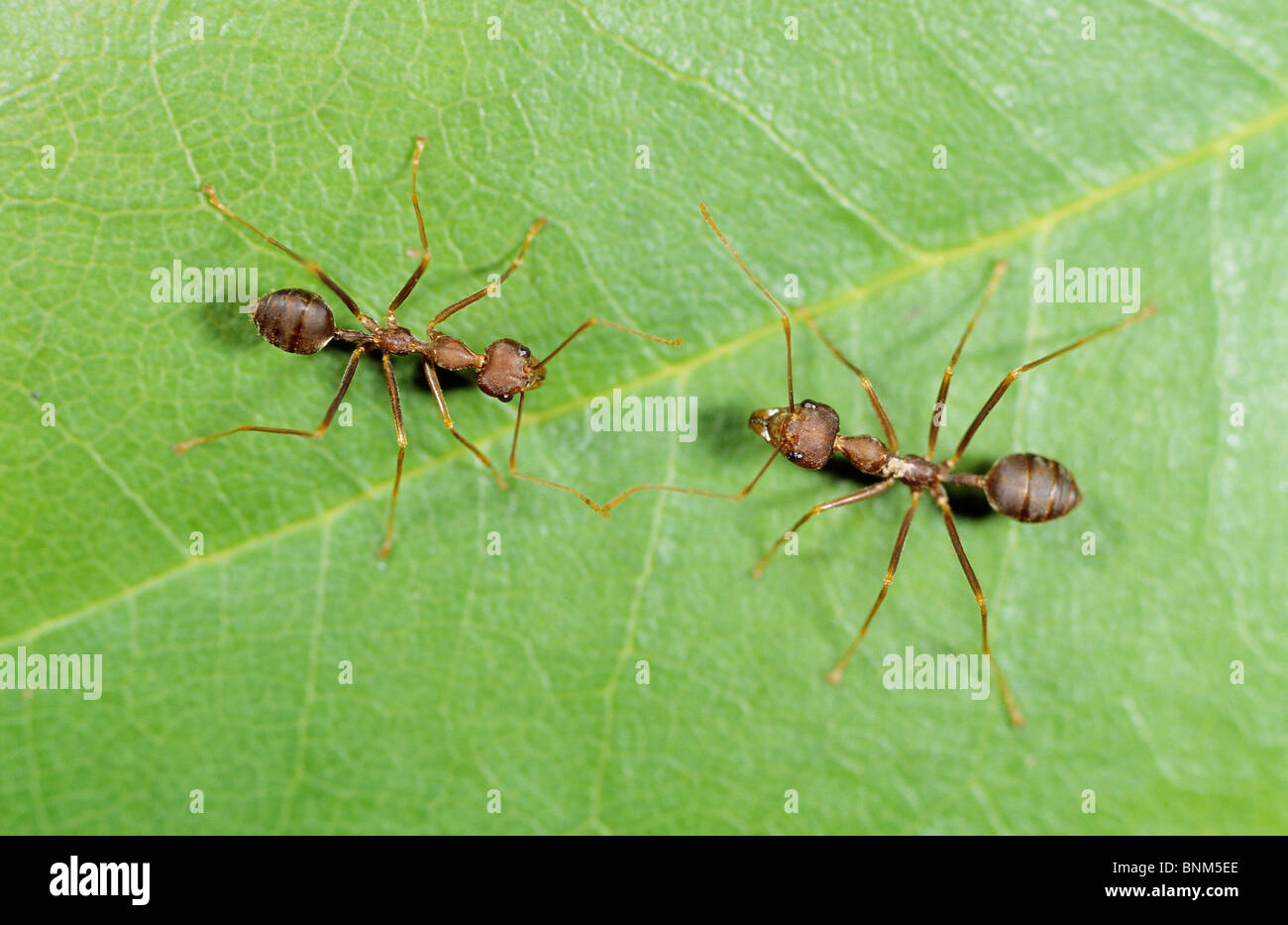 Weaver ant (Oecophylla). Two ants on a leaf Stock Photo - Alamy