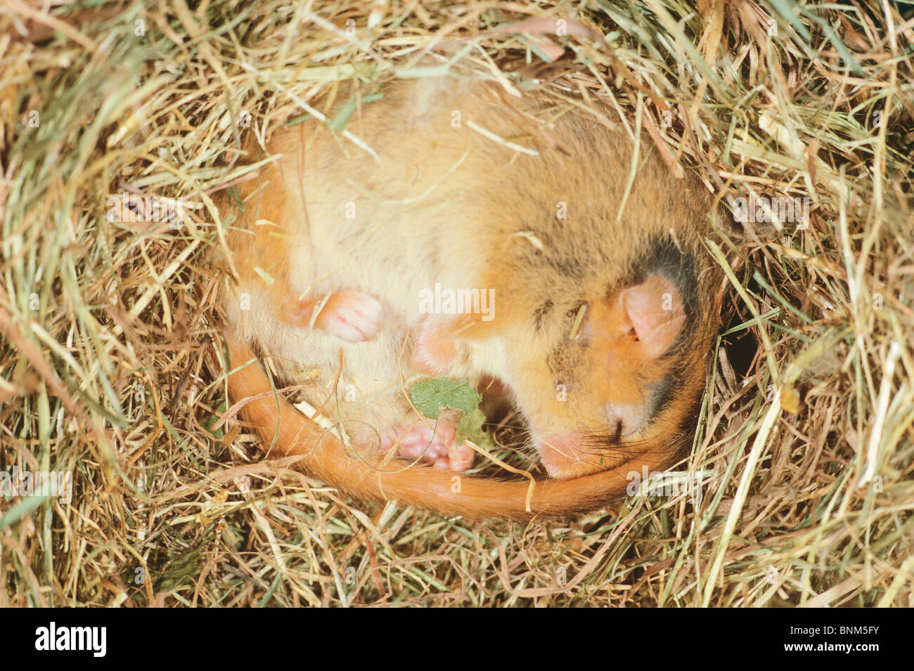 Dormouse sleeping hi-res stock photography and images - Alamy