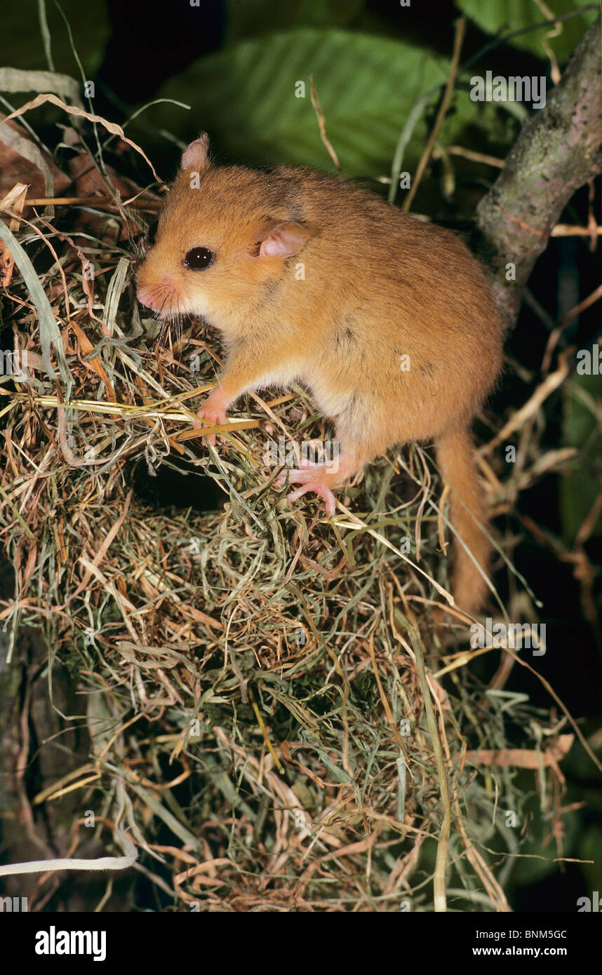 Hazel dormouse at its nest / Muscardinus avellanarius Stock Photo - Alamy
