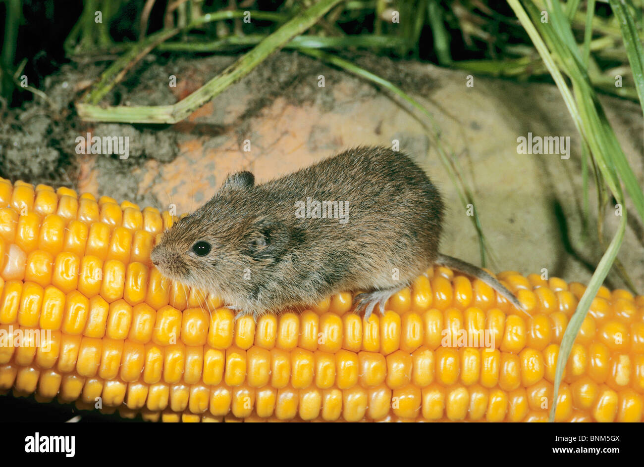 Common Vole on a corncob / Microtus arvalis Stock Photo - Alamy