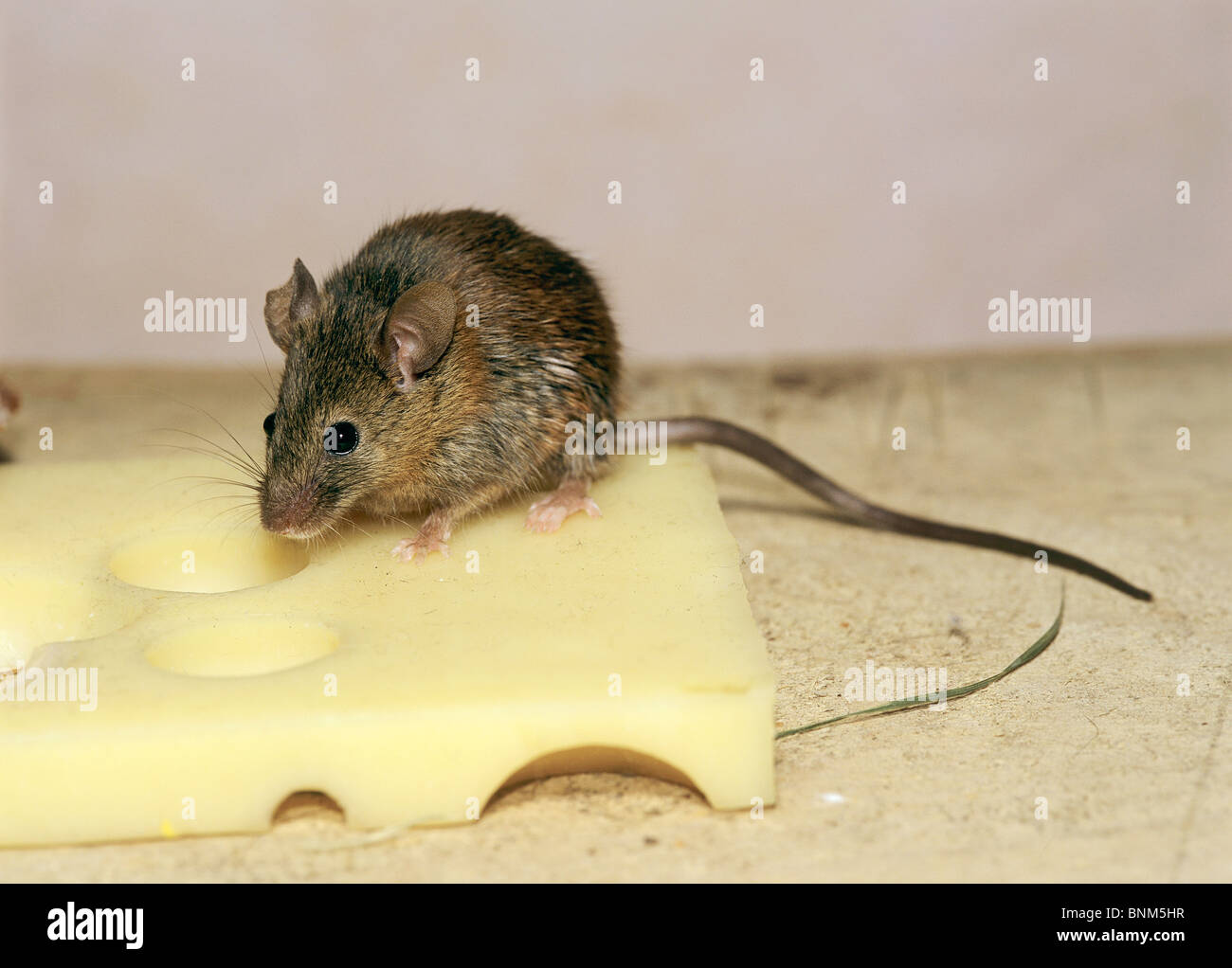 Mouse sitting cheese hi-res stock photography and images - Alamy
