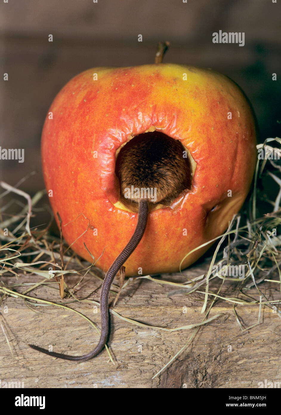 Mouse Eating Apple Stock Photos & Mouse Eating Apple Stock Images - Alamy
