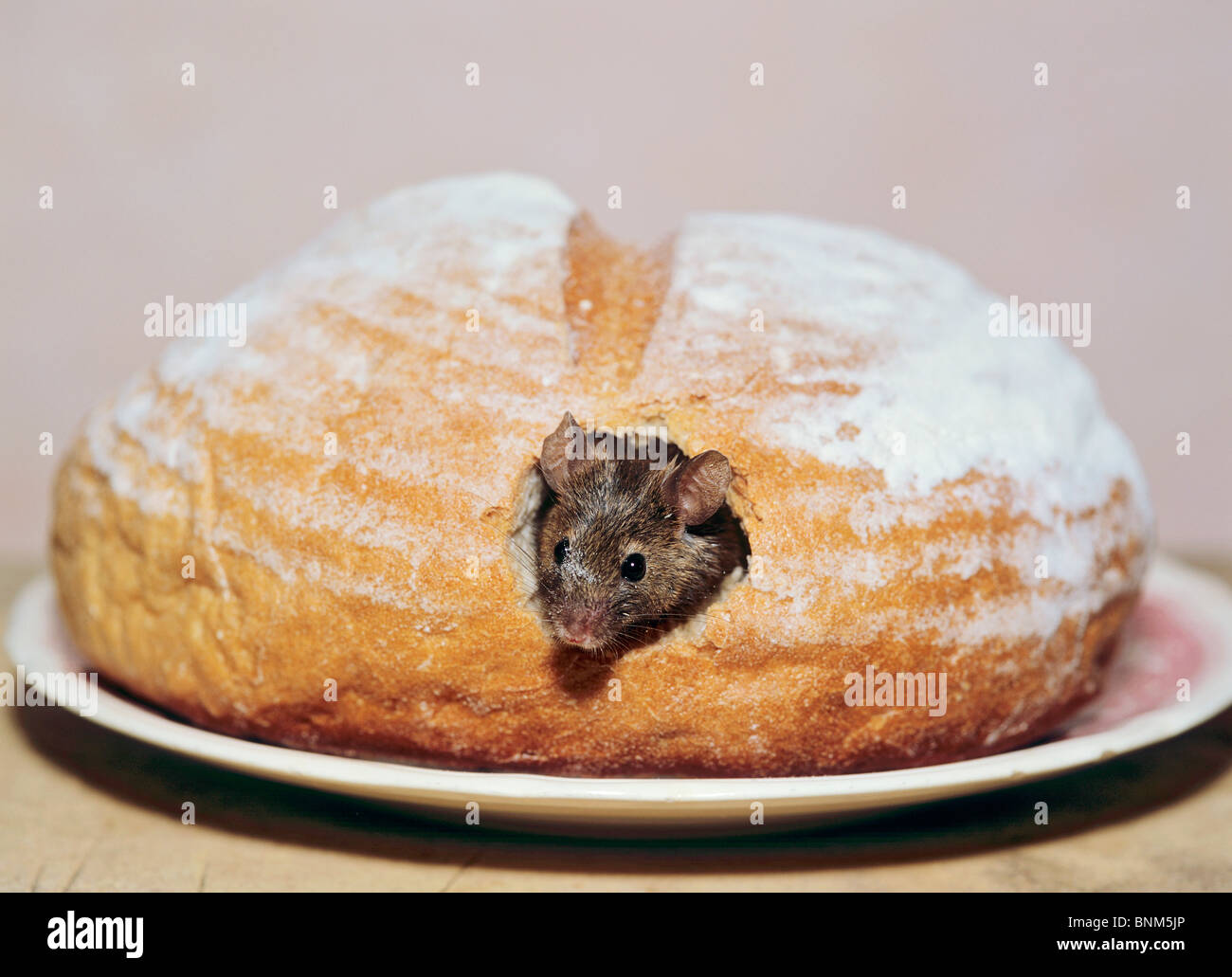 house mouse in a bread / Mus musculus Stock Photo - Alamy