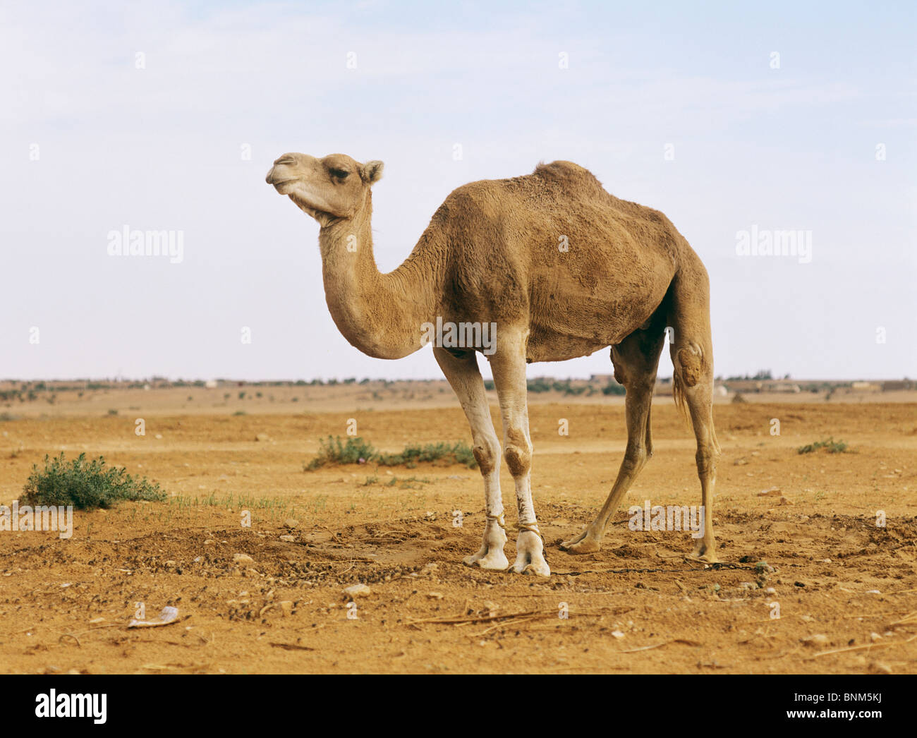 Dromedary - standing / Camelus dromedarius Stock Photo - Alamy