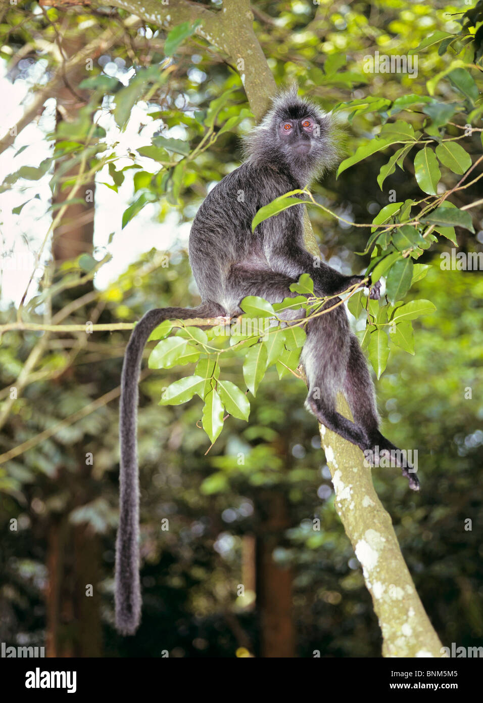 Surili presbytis melalophos hi-res stock photography and images - Alamy