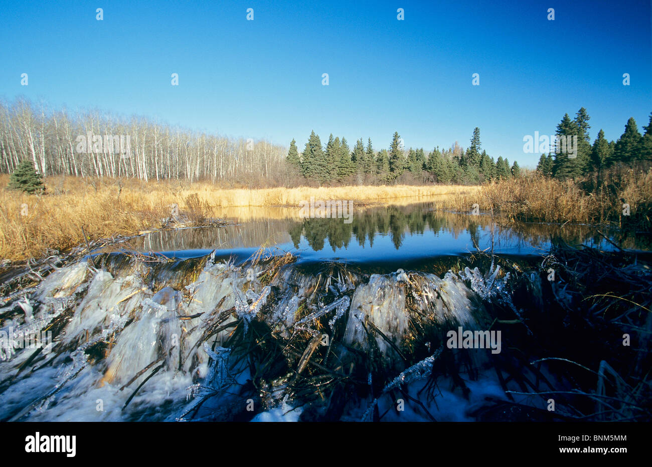 dam of a beaver Stock Photo - Alamy