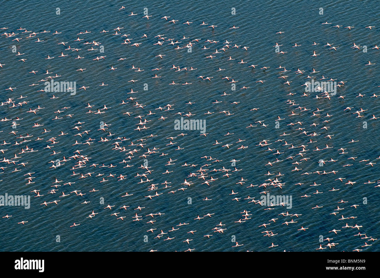 Great Flamingo Phoenicopterus ruber flight aerial view flock group ...