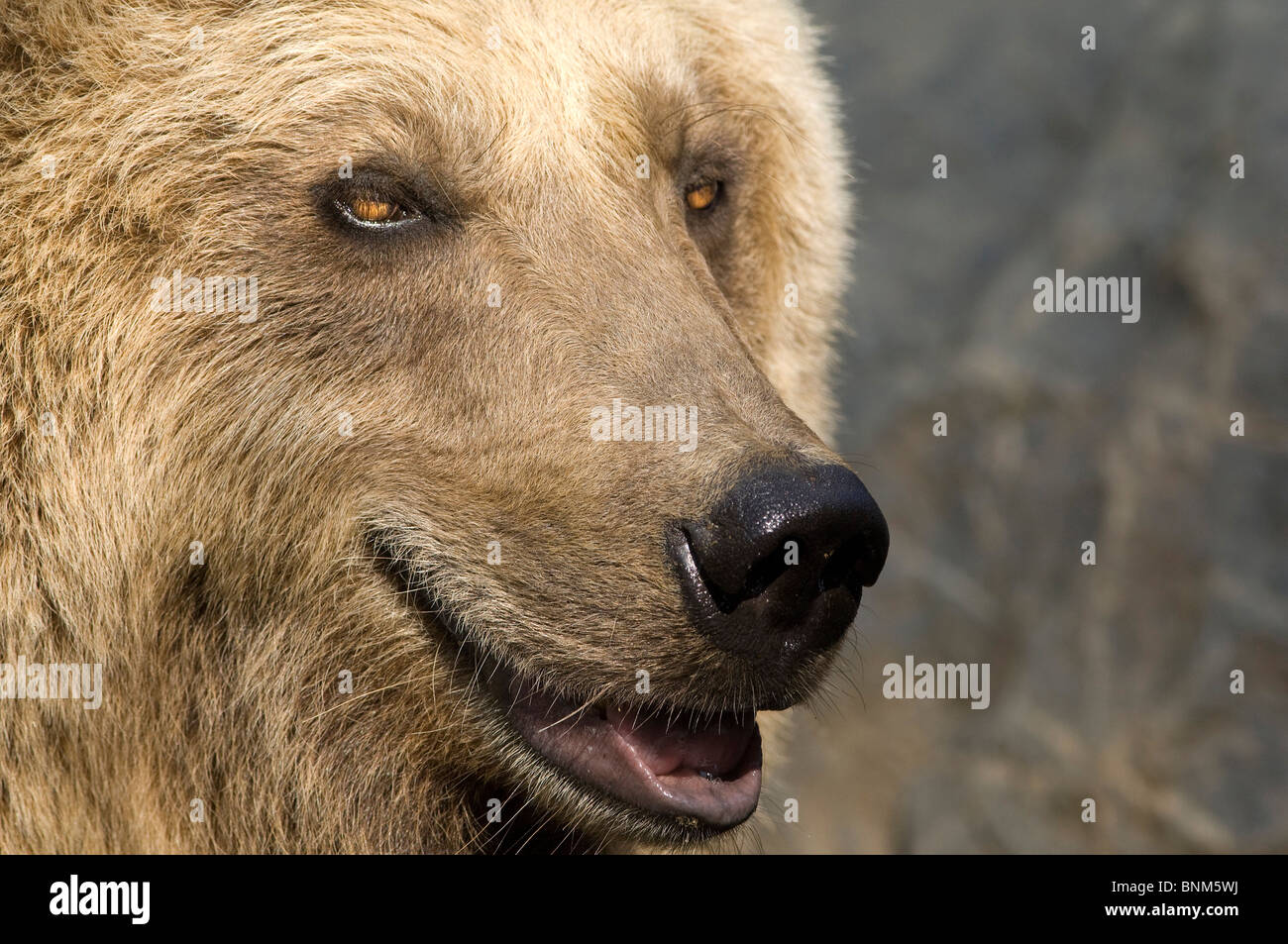Brown Bear Ursus arctos portrait tree outdoor nature animal bear head close up detail smiling ...
