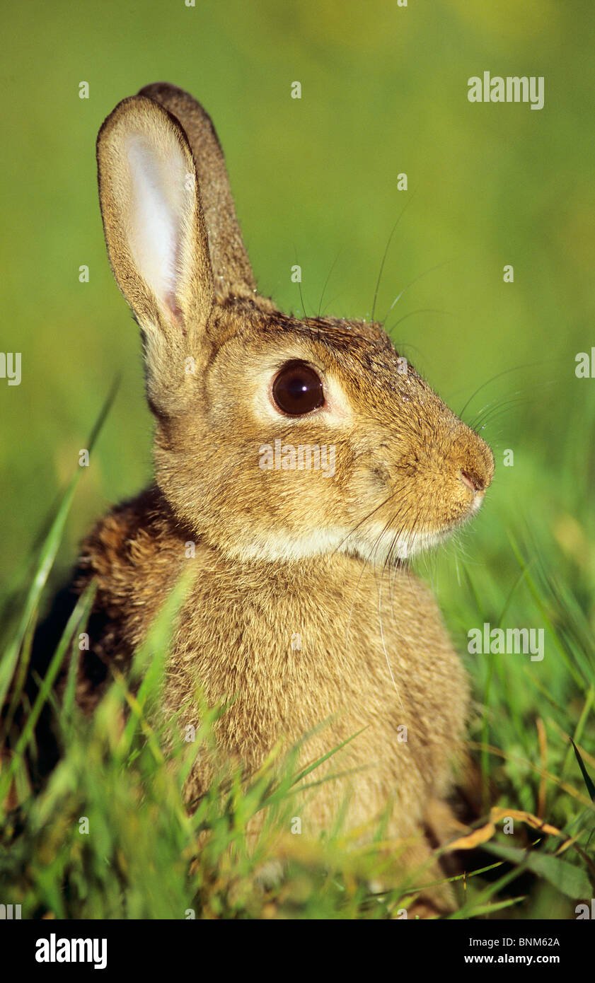 European rabbit meadow / Oryctolagus cuniculus Stock Photo - Alamy